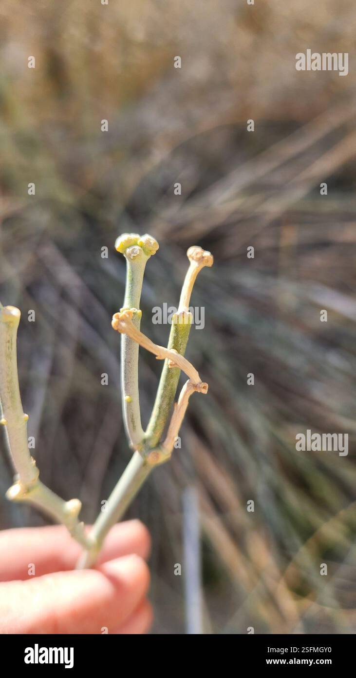 rush milkweed (Asclepias subulata), Plantae, Riverside County, US-CA ...