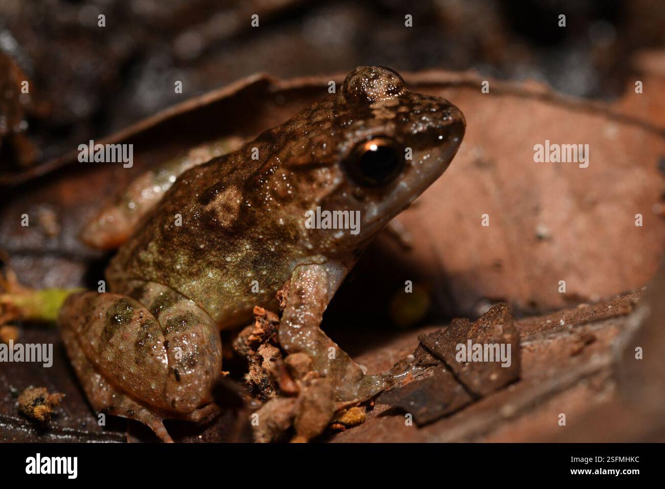 Puddle Frogs (Phrynobatrachus), Amphibia, Cavally, Côte d'Ivoire Stock ...