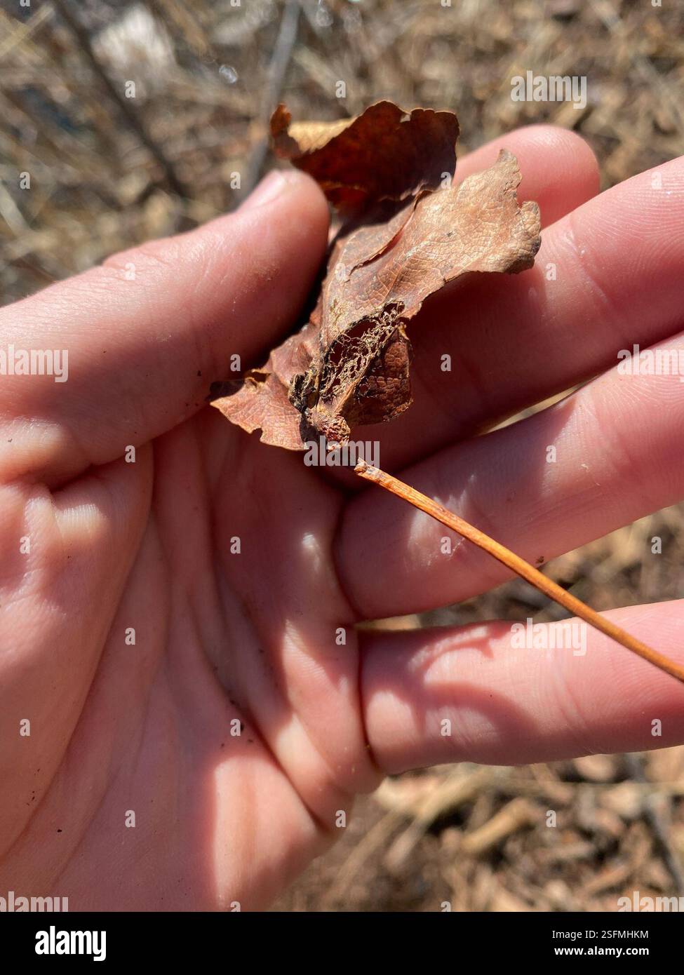 Poplar Leaf-stem Gall Aphids (Pemphigus), Insecta, Gooseberry Falls ...