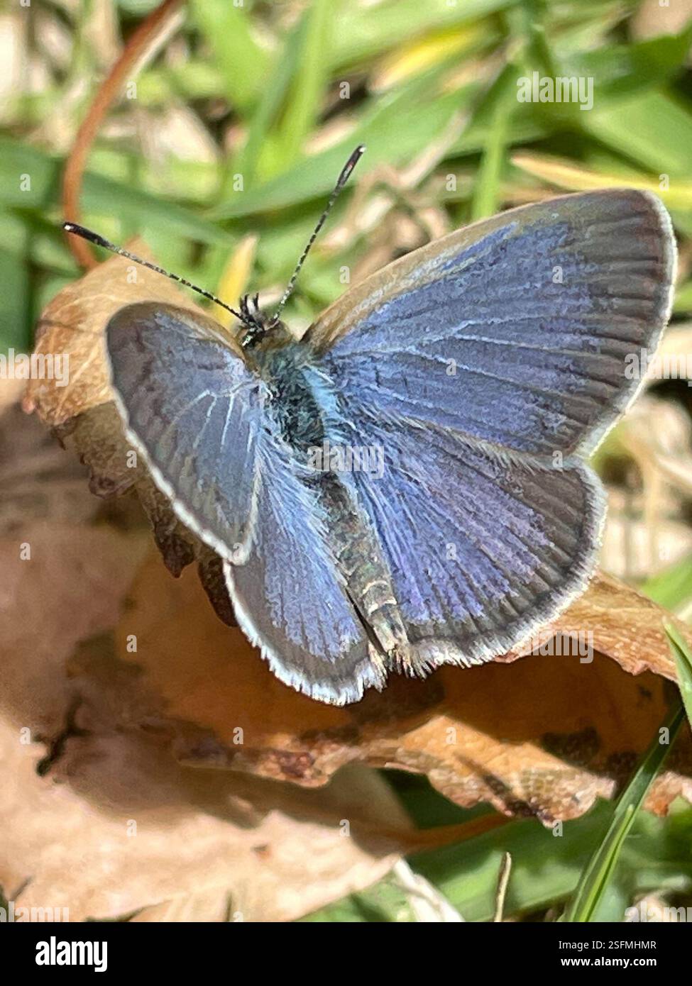Common Grass-blue (Zizina otis labradus), Insecta, Victoria, AU Stock ...
