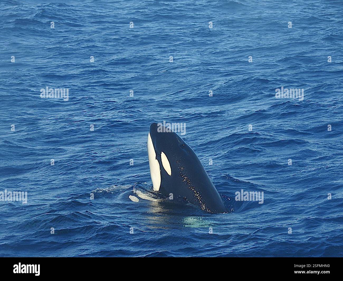 Orca (Orcinus orca), Mammalia, Bremer Bay WA 6338, Australia Stock ...