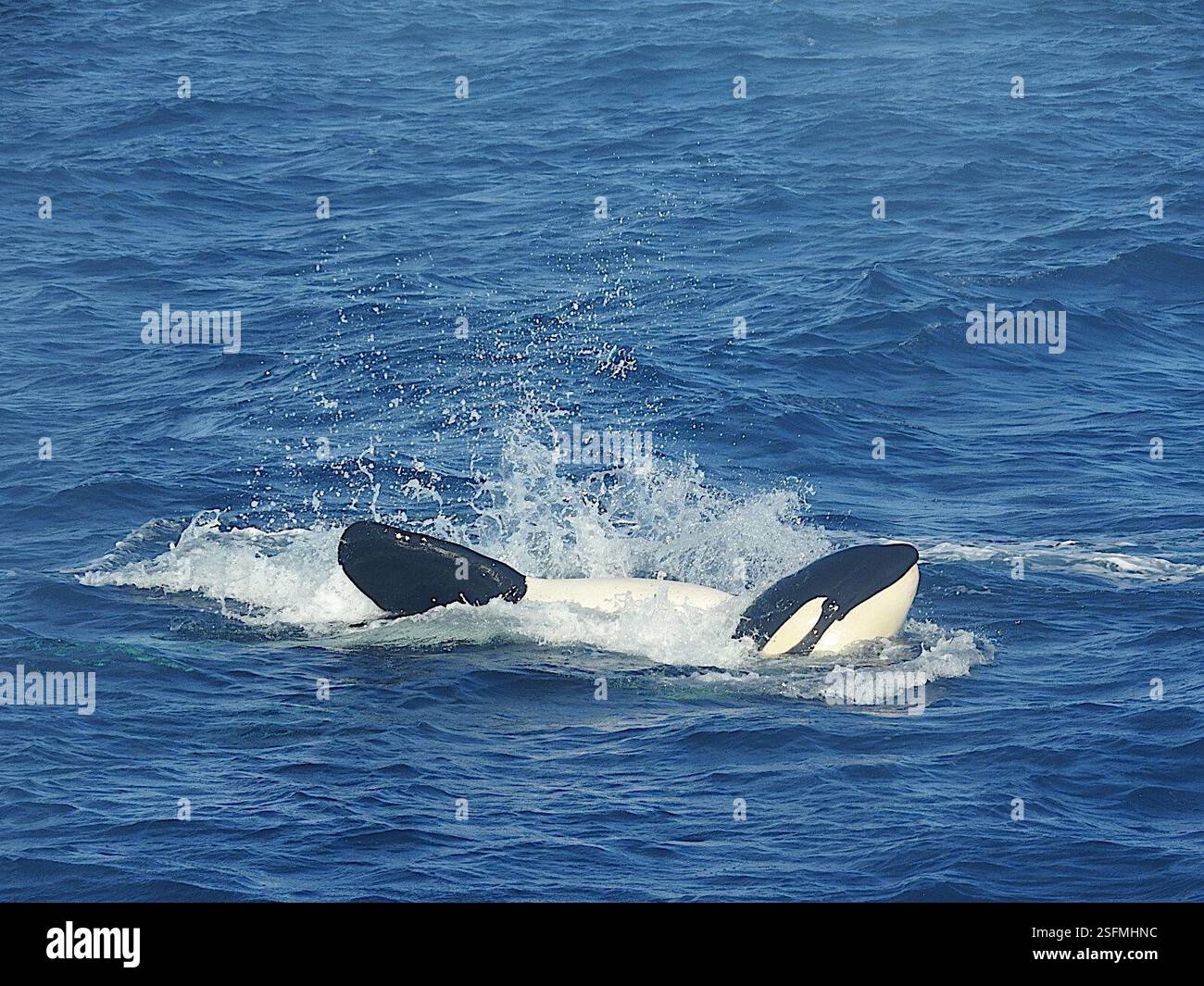 Orca (Orcinus orca), Mammalia, Bremer Bay WA 6338, Australia Stock ...