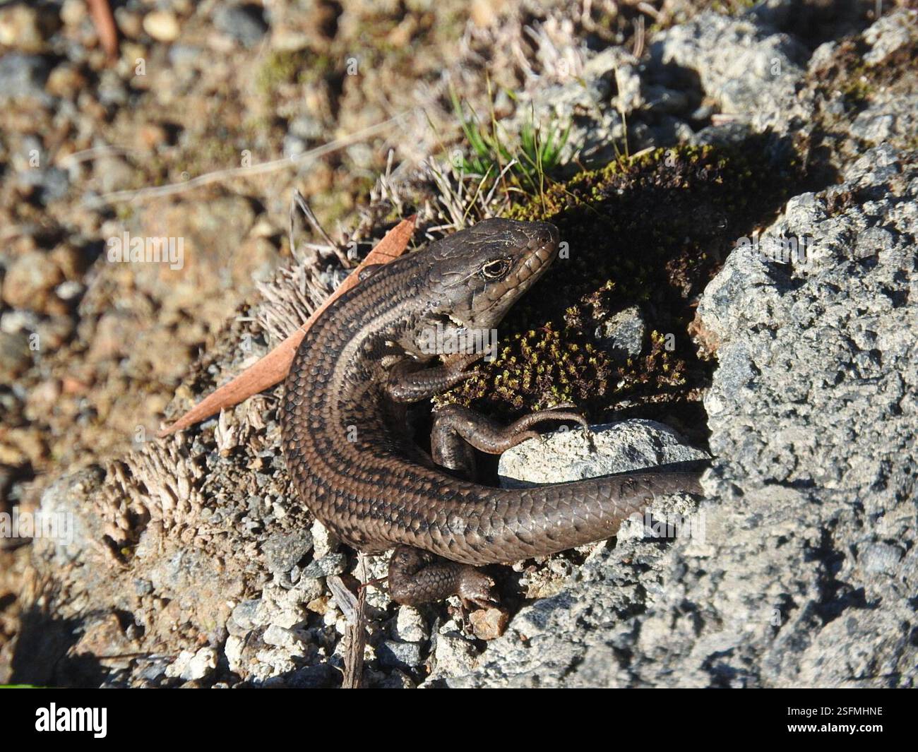 White's Skink (Liopholis whitii), Reptilia, Hobart TAS, Australia Stock ...