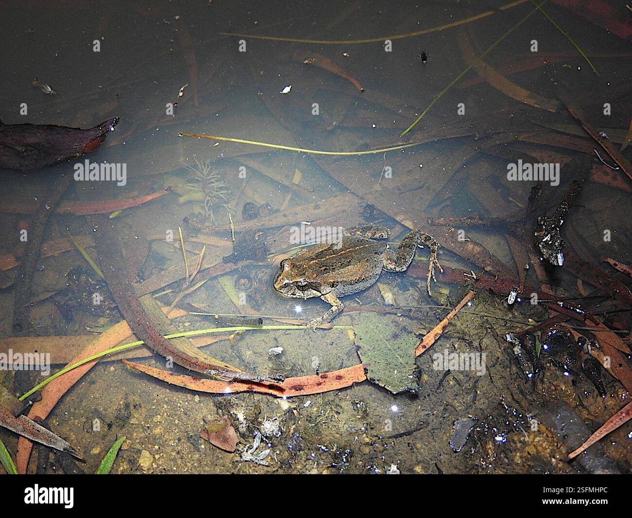 Common Eastern Froglet (Crinia signifera), Amphibia, Hobart TAS ...
