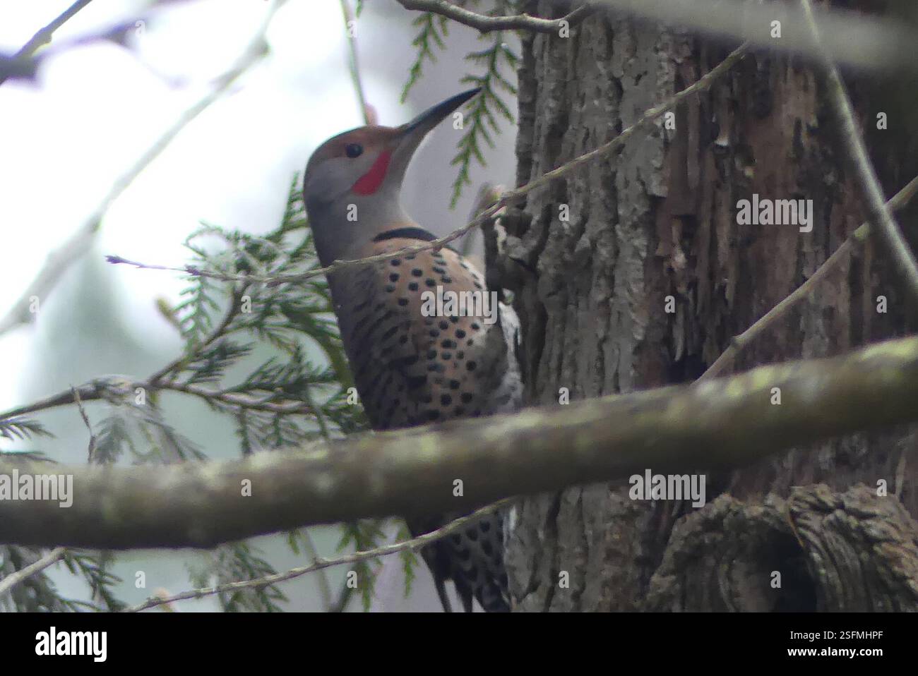 Northern Flicker (Colaptes auratus), Aves, Capital, BC, Canada Stock ...