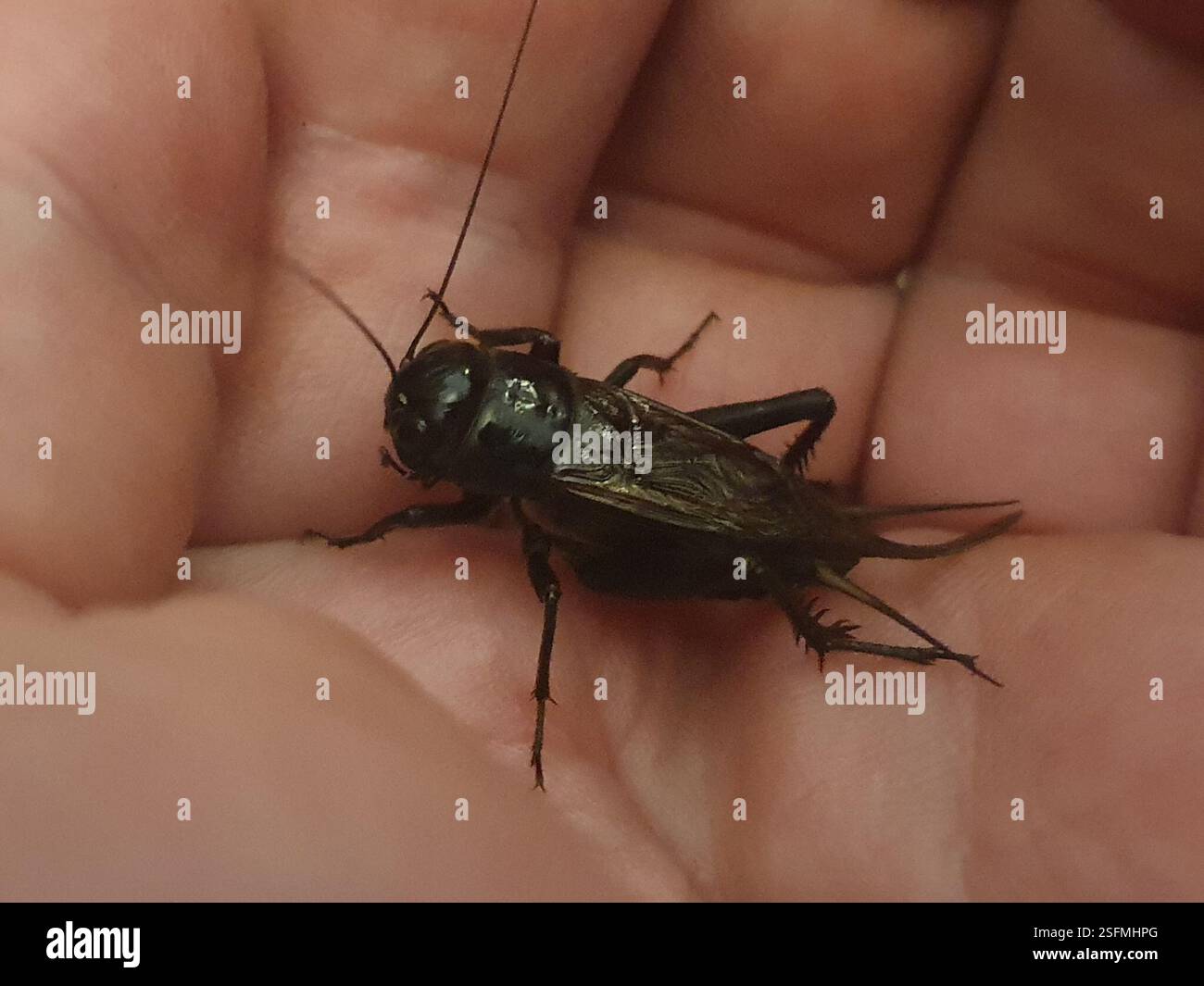 Australian Black Field Cricket (Teleogryllus commodus), Insecta ...