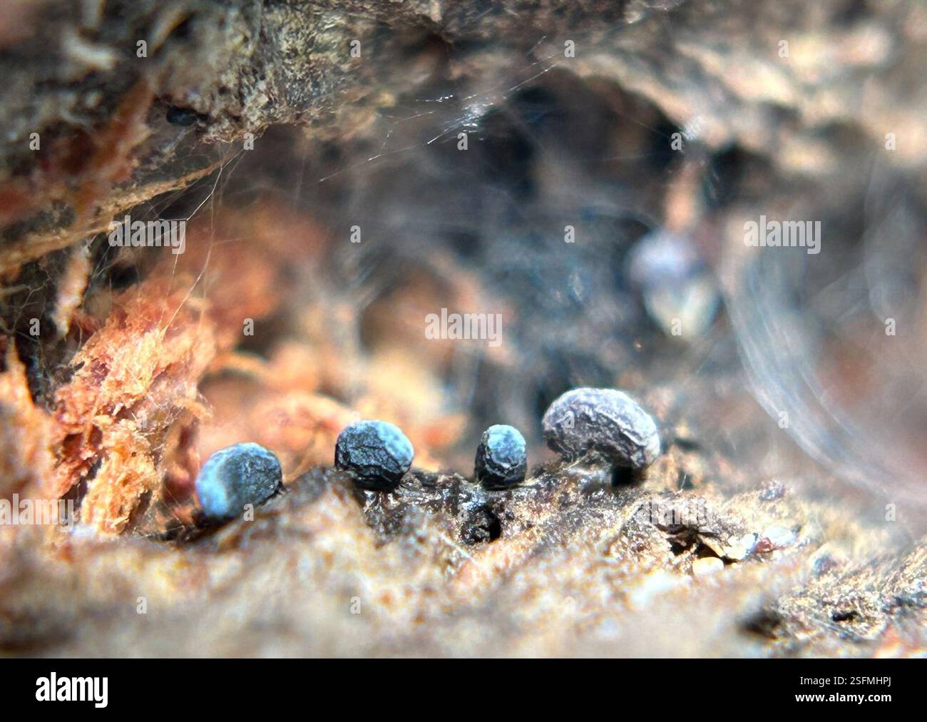 slime molds (Mycetozoa), Protozoa, Montaña de Oro State Park, Los Osos ...