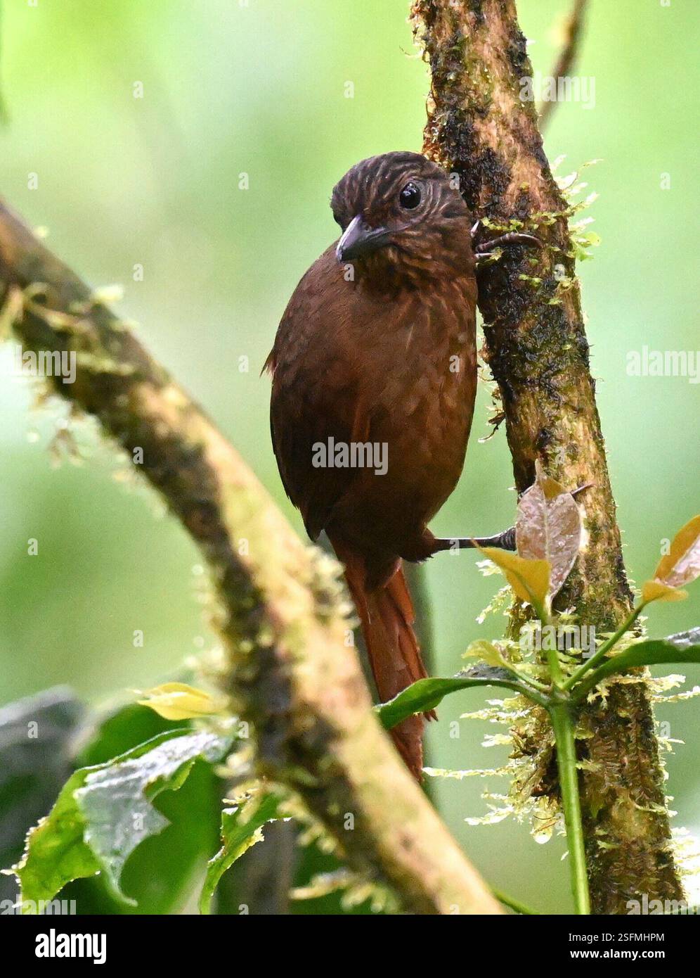 Streak-capped Treehunter (Thripadectes virgaticeps), Aves, Pacto Aria ...