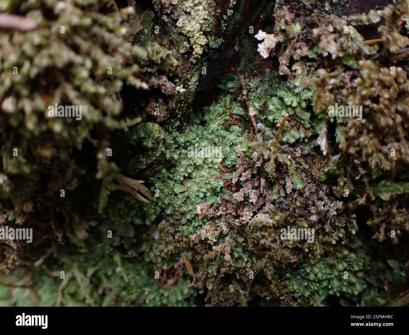 Jagged Notchwort (Schistochilopsis incisa), Plantae, Pacific Rim ...