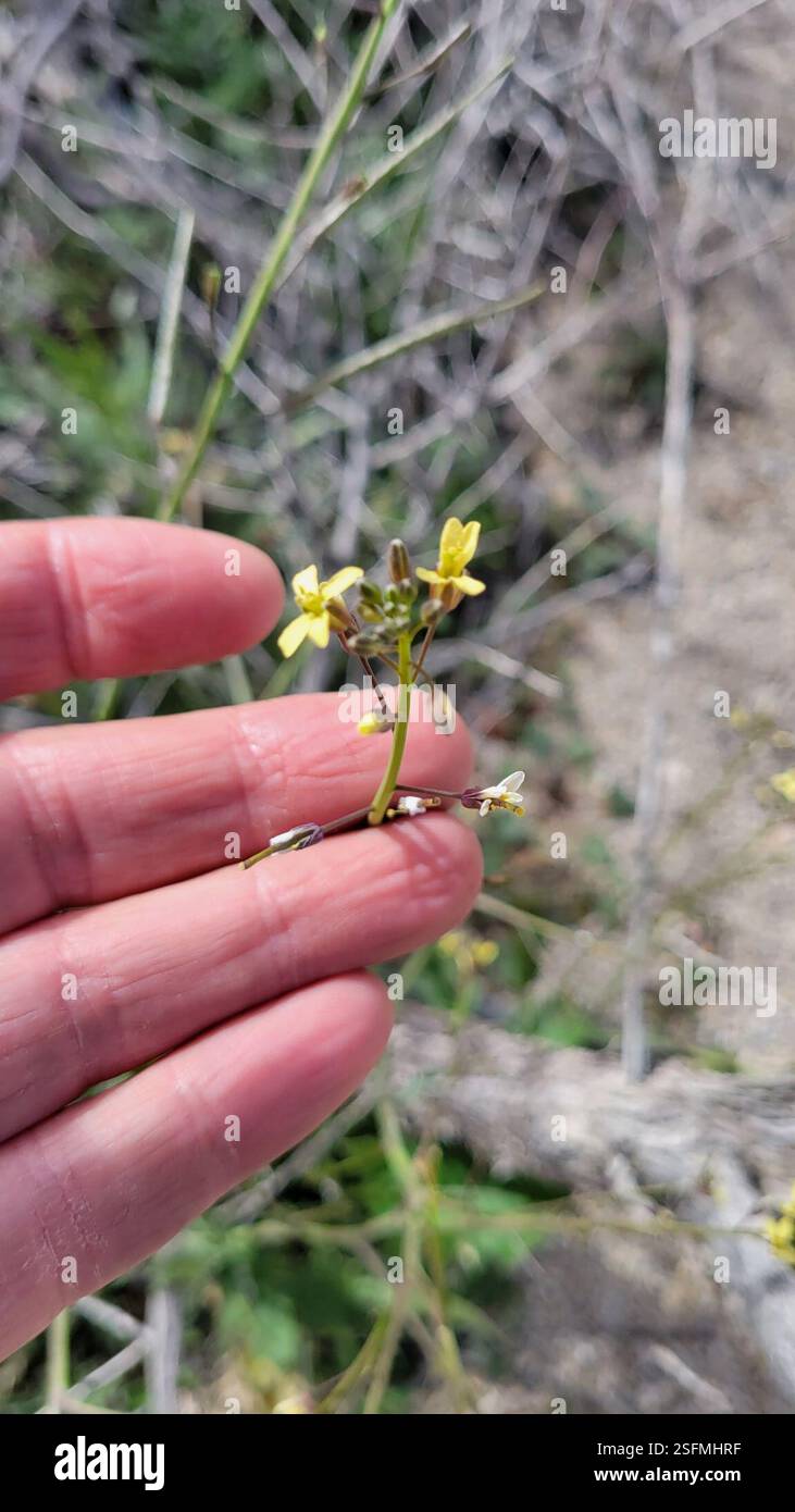 Saharan Mustard (Brassica tournefortii), Plantae, Riverside County, CA ...