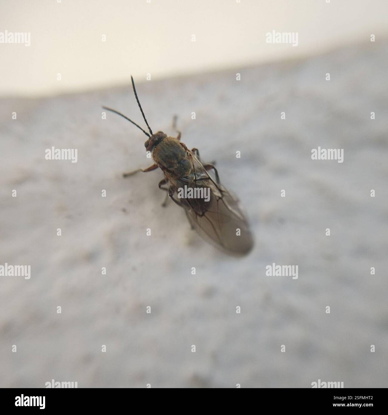 Gall Wasps (Cynipidae), Insecta, Vitosha Metrostation, 1407 Hladilnika ...
