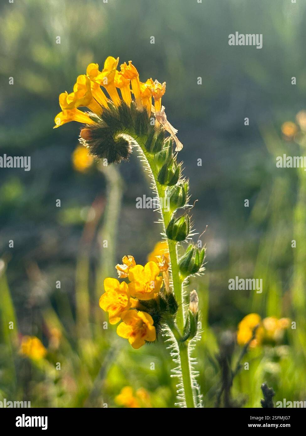 Common Fiddleneck (Amsinckia menziesii), Plantae, Laguna Coast ...