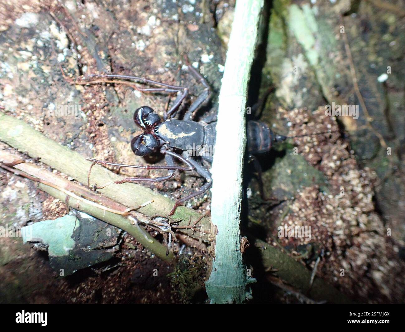 Whipscorpions (Thelyphonidae), Arachnida, Lahad Datu, Sabah, Malaysia ...