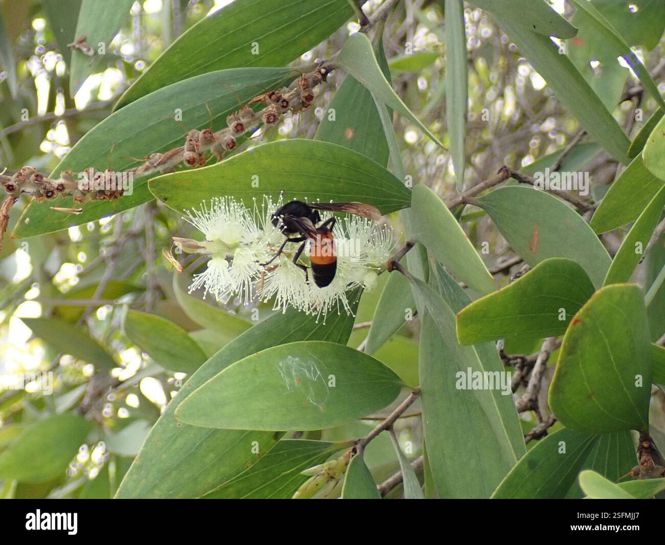 Lesser Banded Hornet (Vespa affinis), Insecta, Jalan Dato Salleh Sulong ...