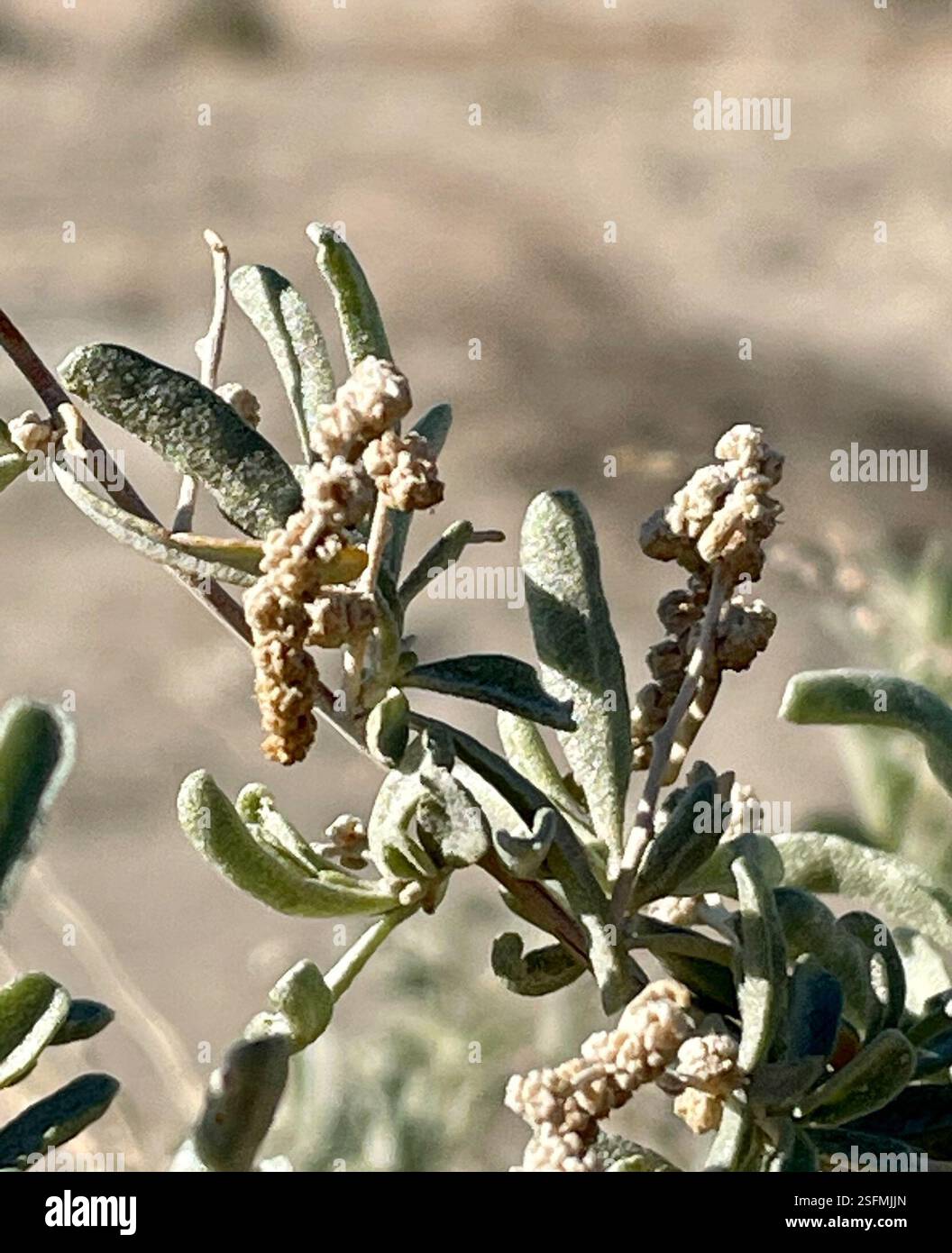 Fourwing Saltbush (Atriplex canescens), Plantae, Henderson Canyon Rd ...