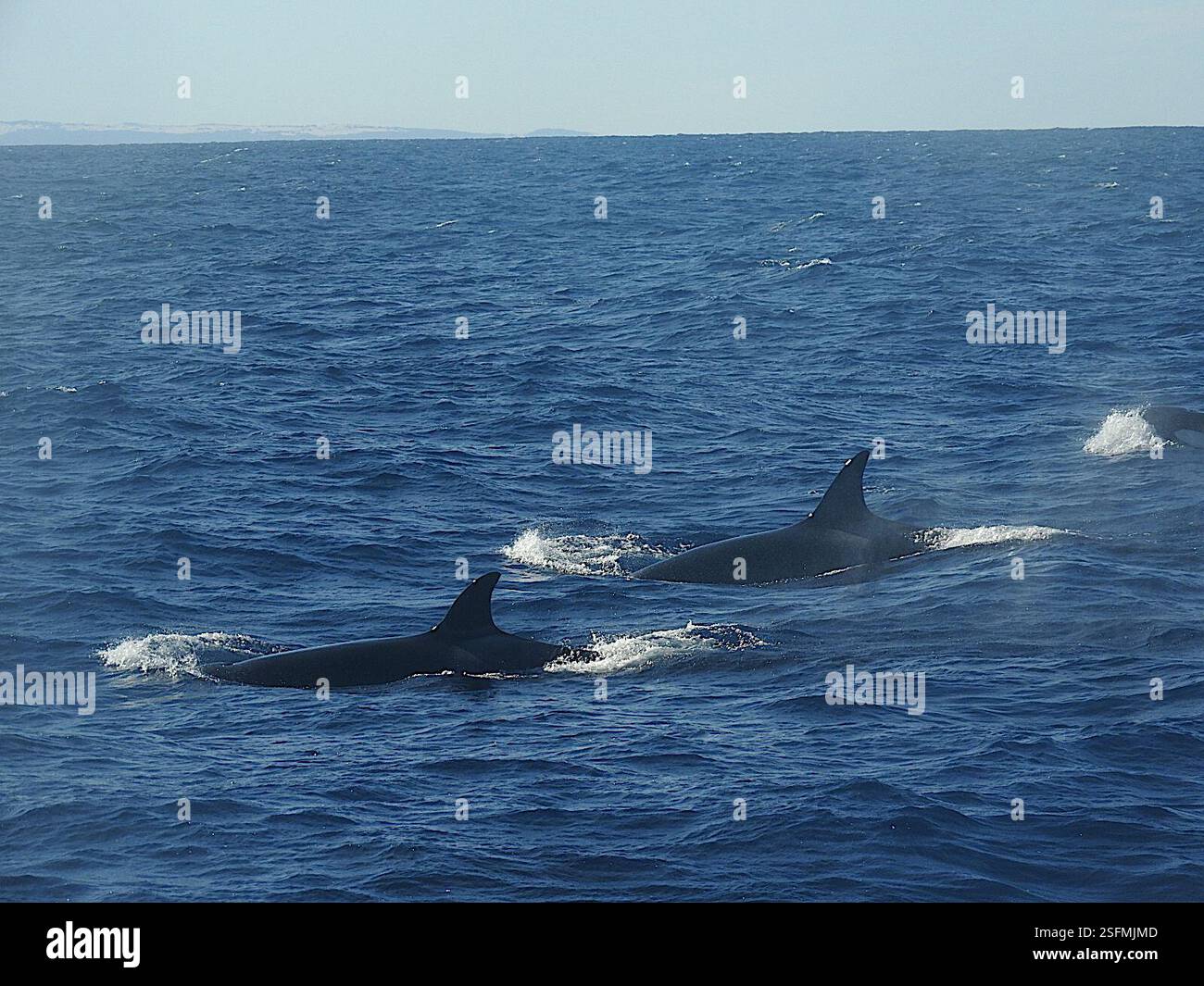 Orca (Orcinus orca), Mammalia, Bremer Bay WA 6338, Australia Stock ...