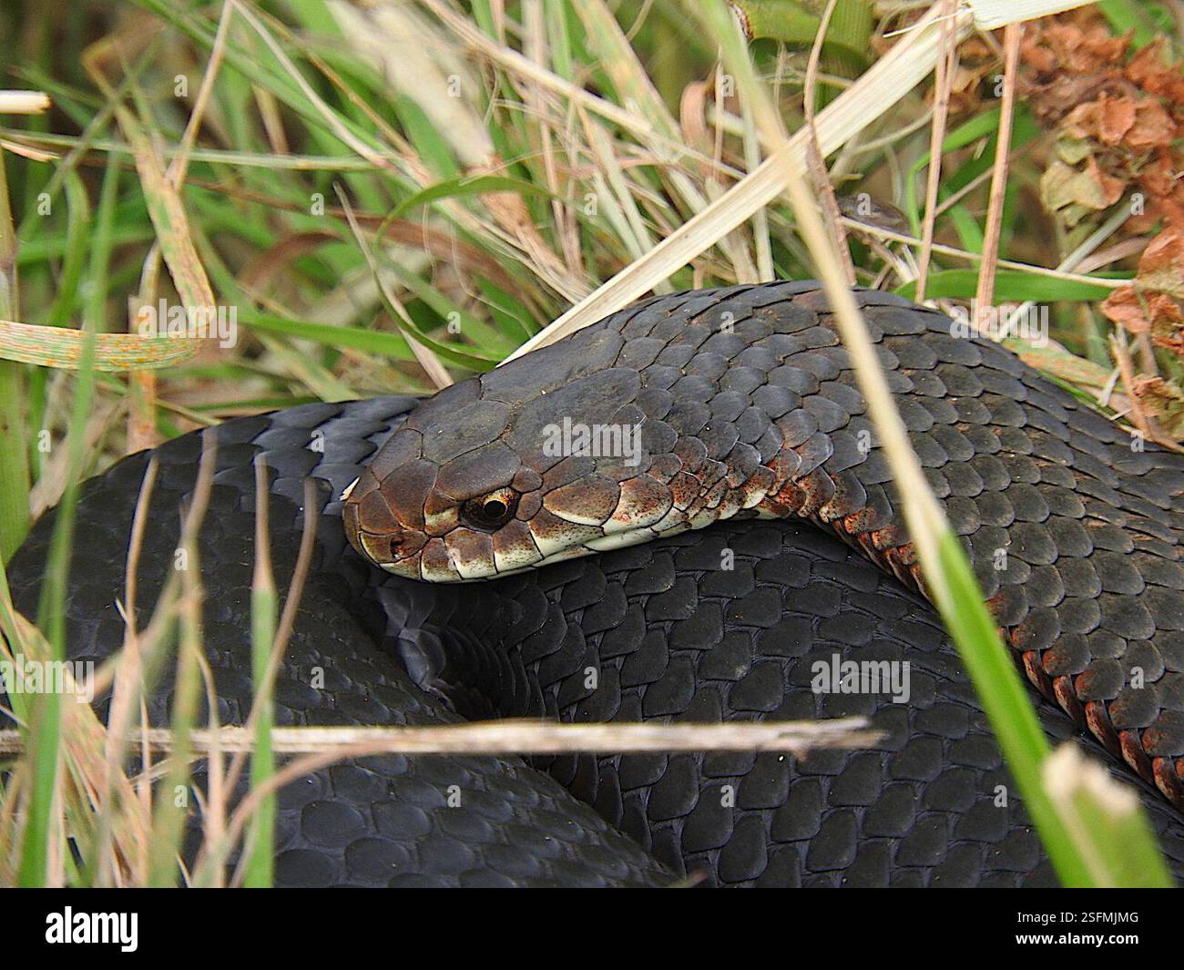 Lowlands Copperhead (Austrelaps superbus), Reptilia, West Tamar, TAS ...