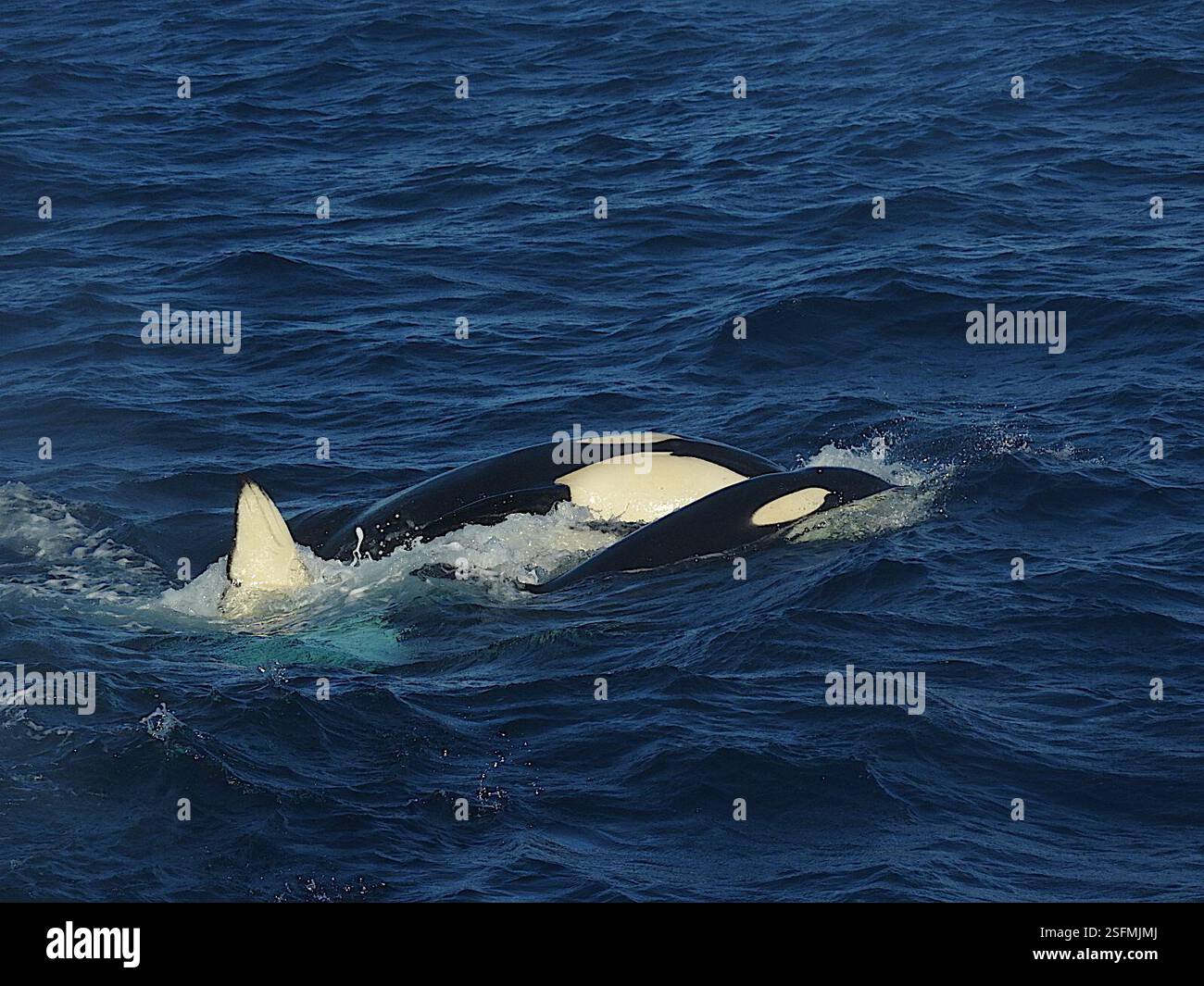 Orca (Orcinus orca), Mammalia, Bremer Bay WA 6338, Australia Stock ...