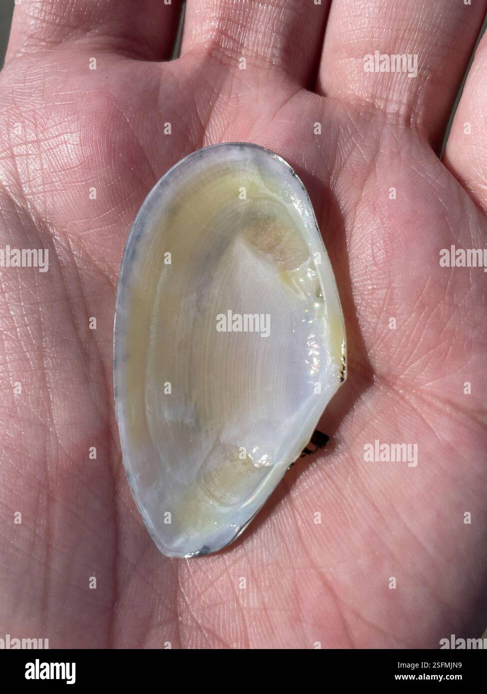Alternate tellin (Eurytellina alternata), Mollusca, Gulf of Mexico ...