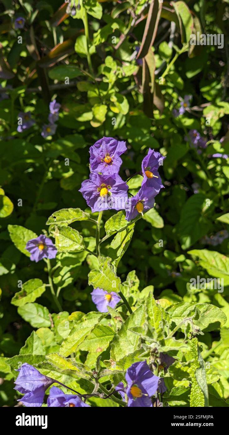 nightshades (Solanum), Plantae, Summit Valley Edmund D. Edelman Park ...