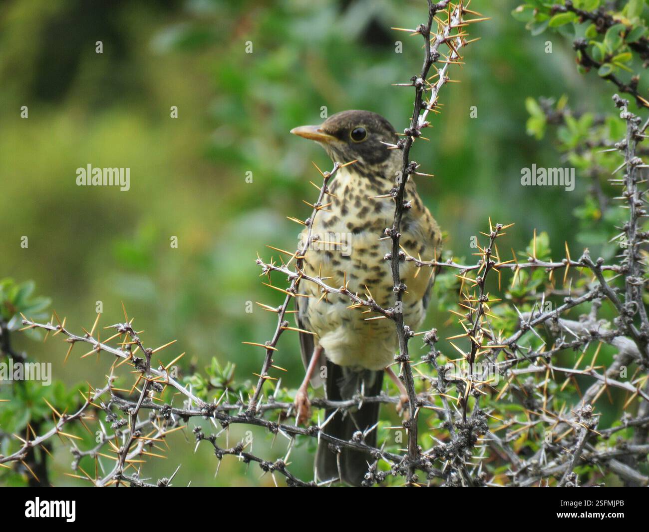 Austral Thrush (Turdus falcklandii), Aves, Ushuaia, Tierra del Fuego ...