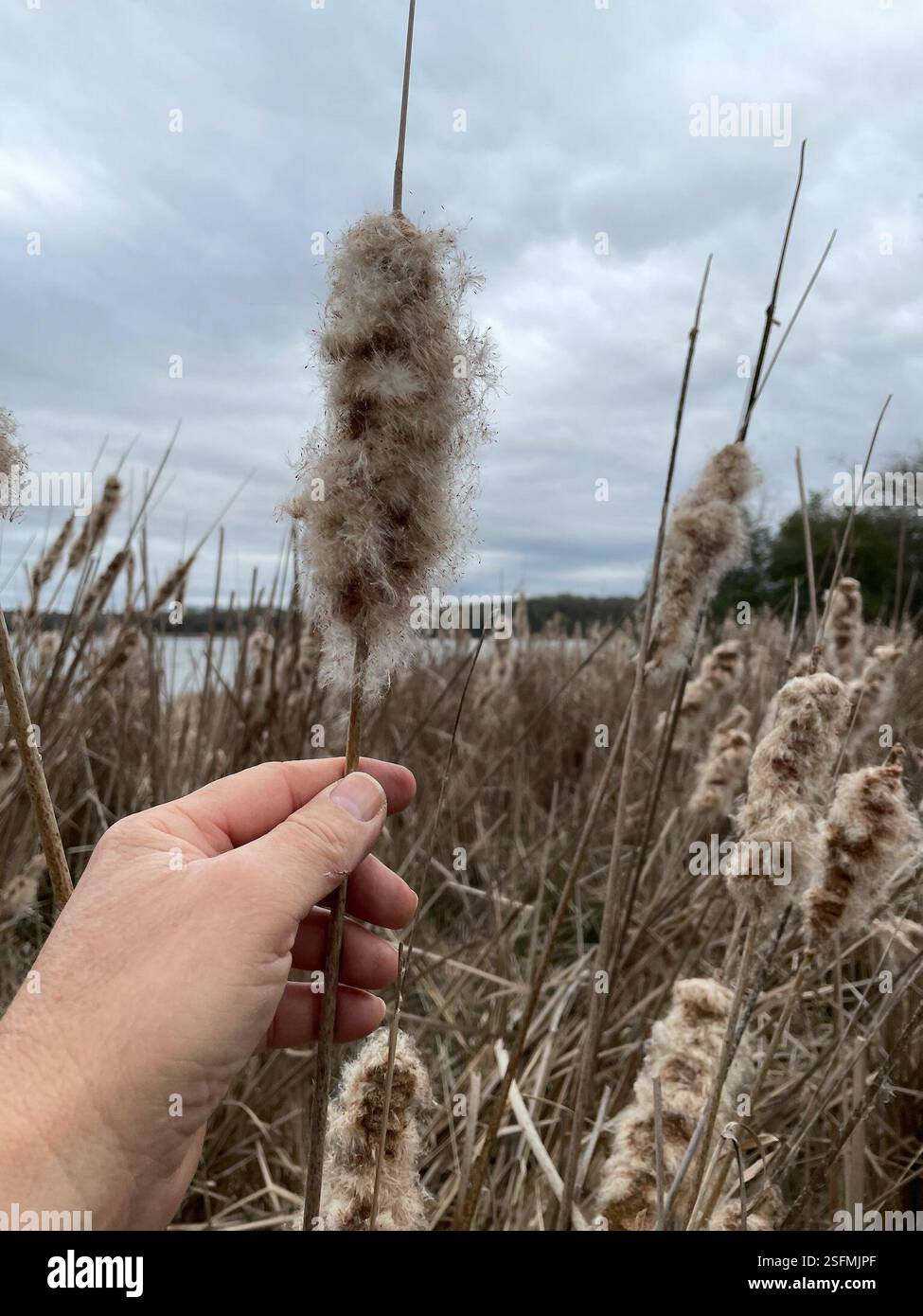 Cattails (Typha), Plantae, Fairfield Lake State Park, Fairfield, TX, US ...