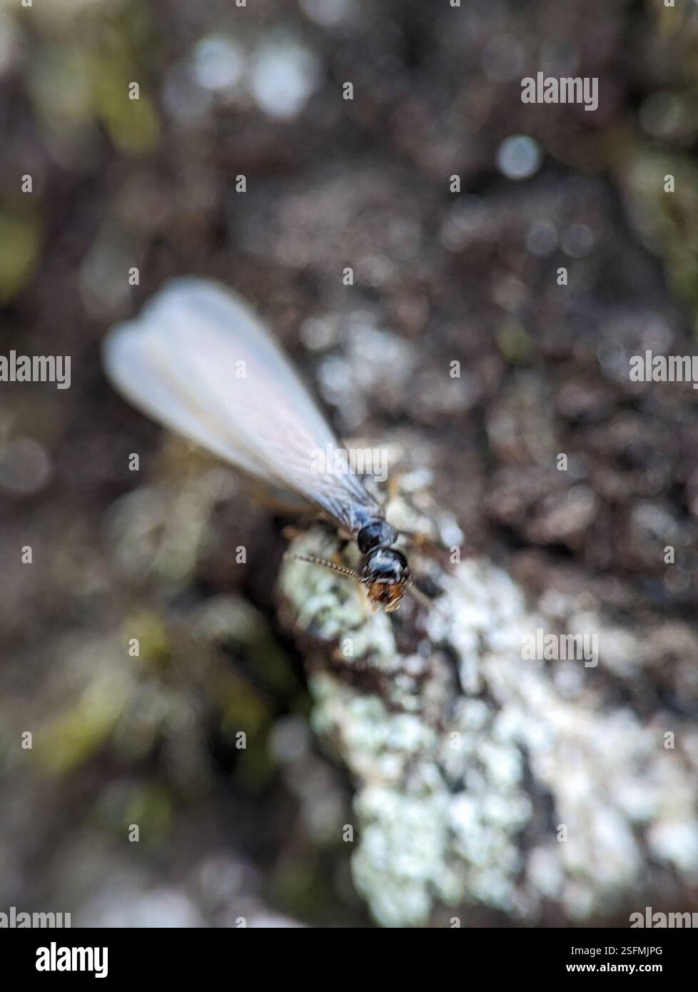 Eastern Subterranean Termite (Reticulitermes flavipes), Insecta ...