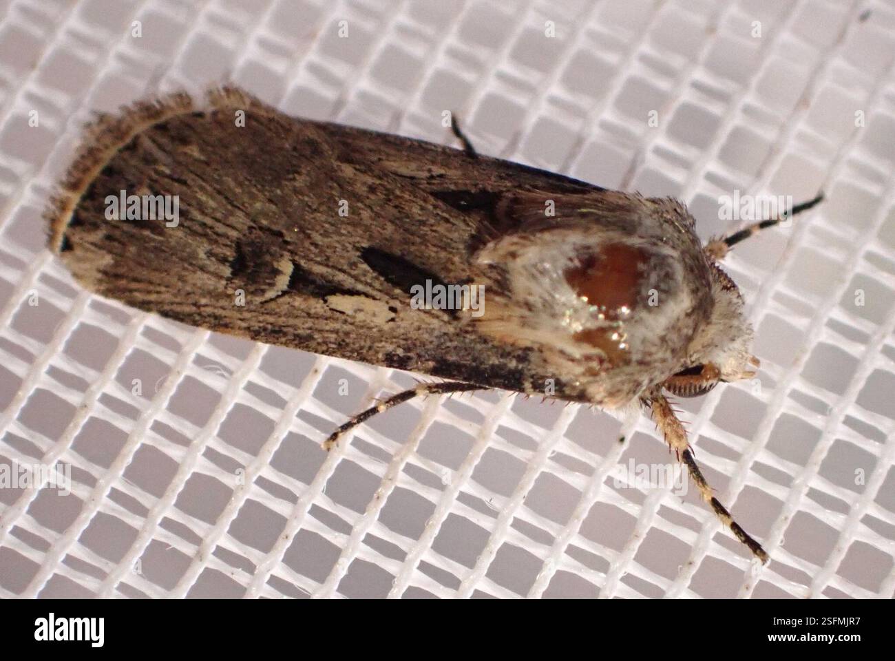 Gregson's Dart (Agrotis spinifera), Insecta, Santo Antão, Cape Verde ...