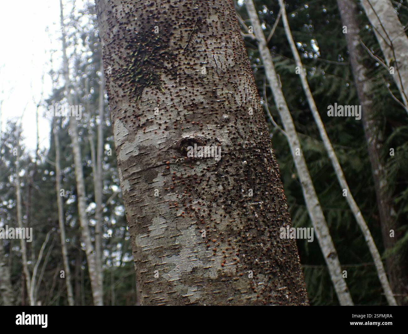 (Nectriaceae), Fungi, Comox-Strathcona, British Columbia, Canada, On in ...