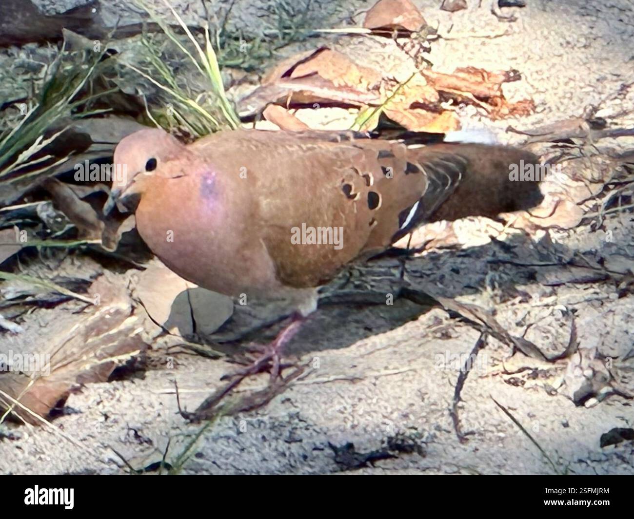 Zenaida Dove (Zenaida aurita), Aves, Saint Lucia, Saint Lucia, LC Stock ...