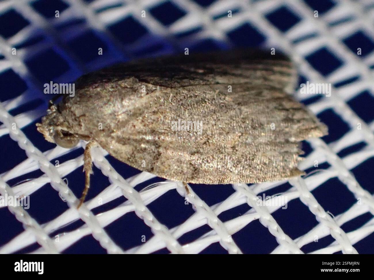 (Garella), Insecta, Santo Antão, Cape Verde, CV Stock Photo - Alamy