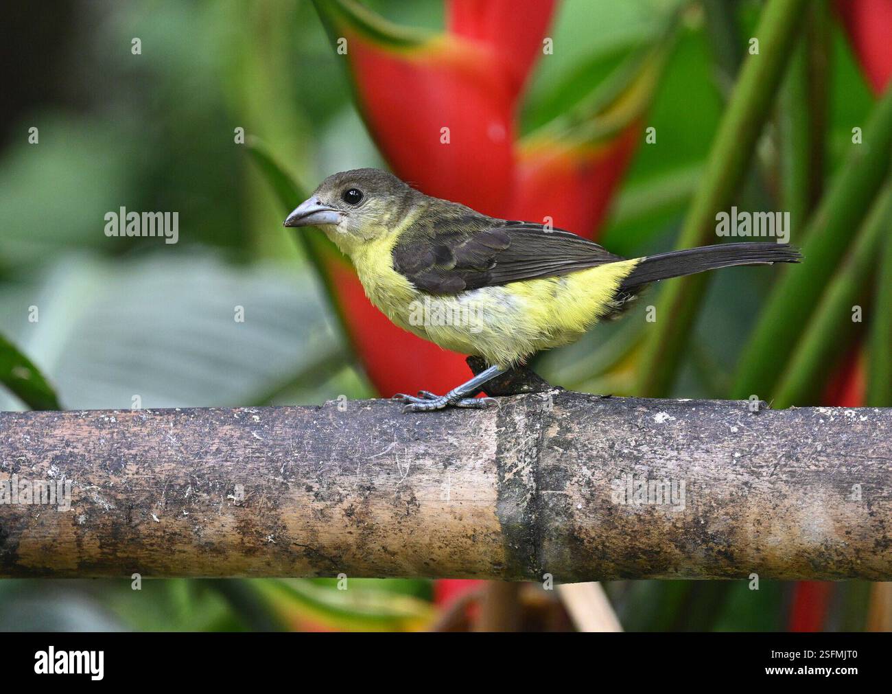 Flame-rumped Tanager (Ramphocelus flammigerus), Aves, Alambi Reserve ...