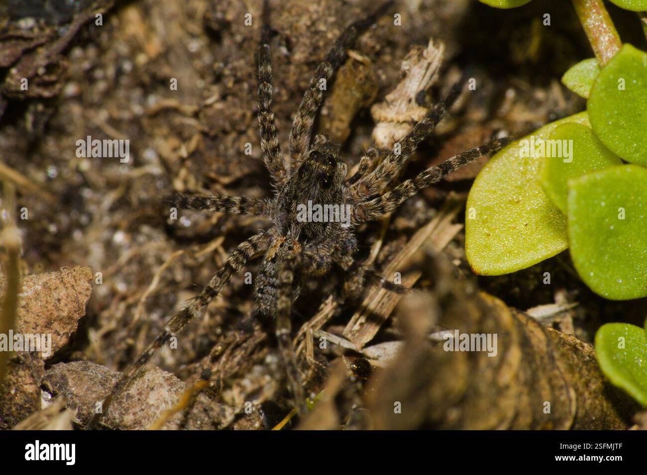 Wolf Spiders (Lycosidae), Arachnida, Senandes - Rio Grande - RS, Brazil ...