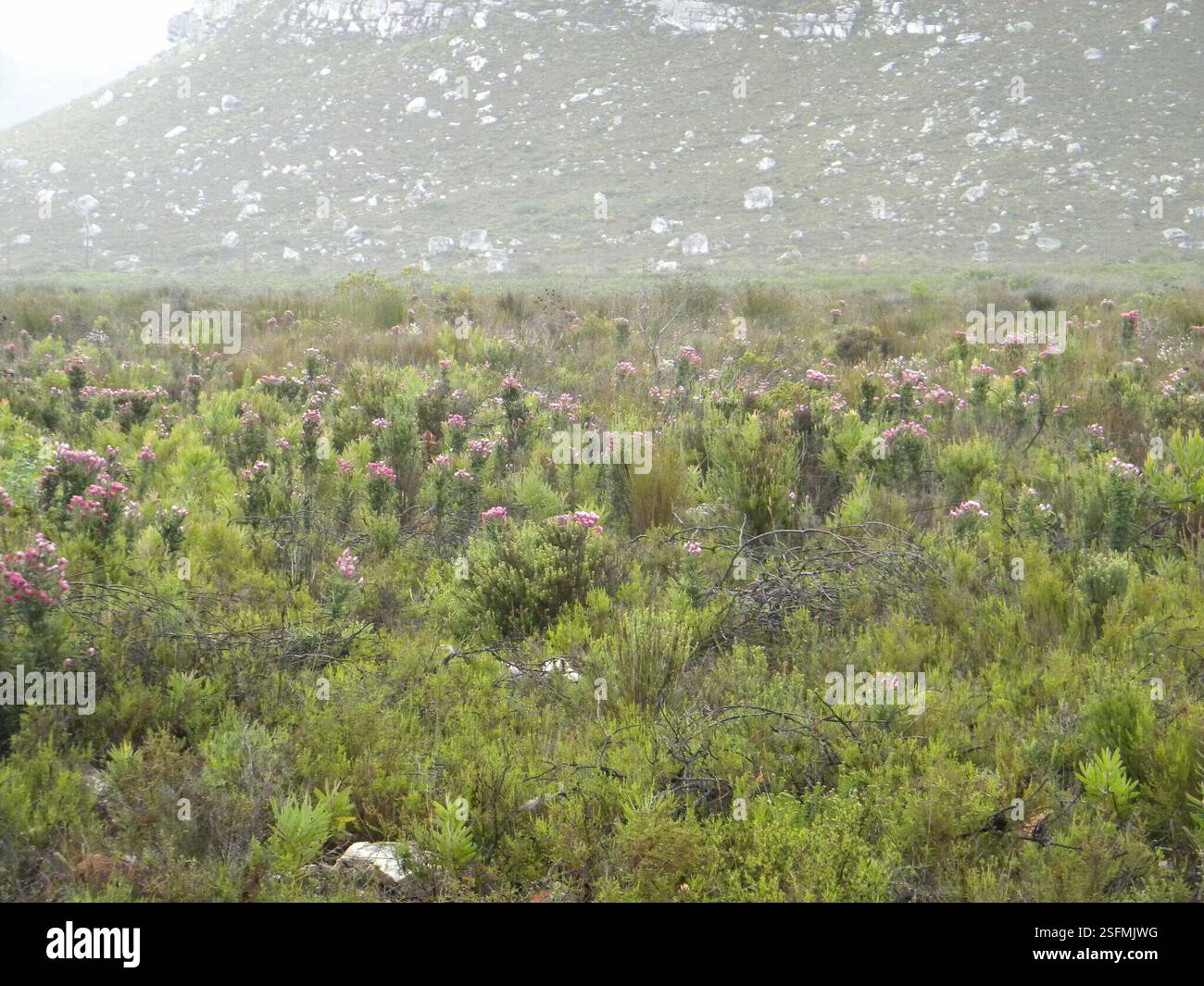 Cape everlasting (Phaenocoma prolifera), Plantae, Kleinmond, 7195 ...