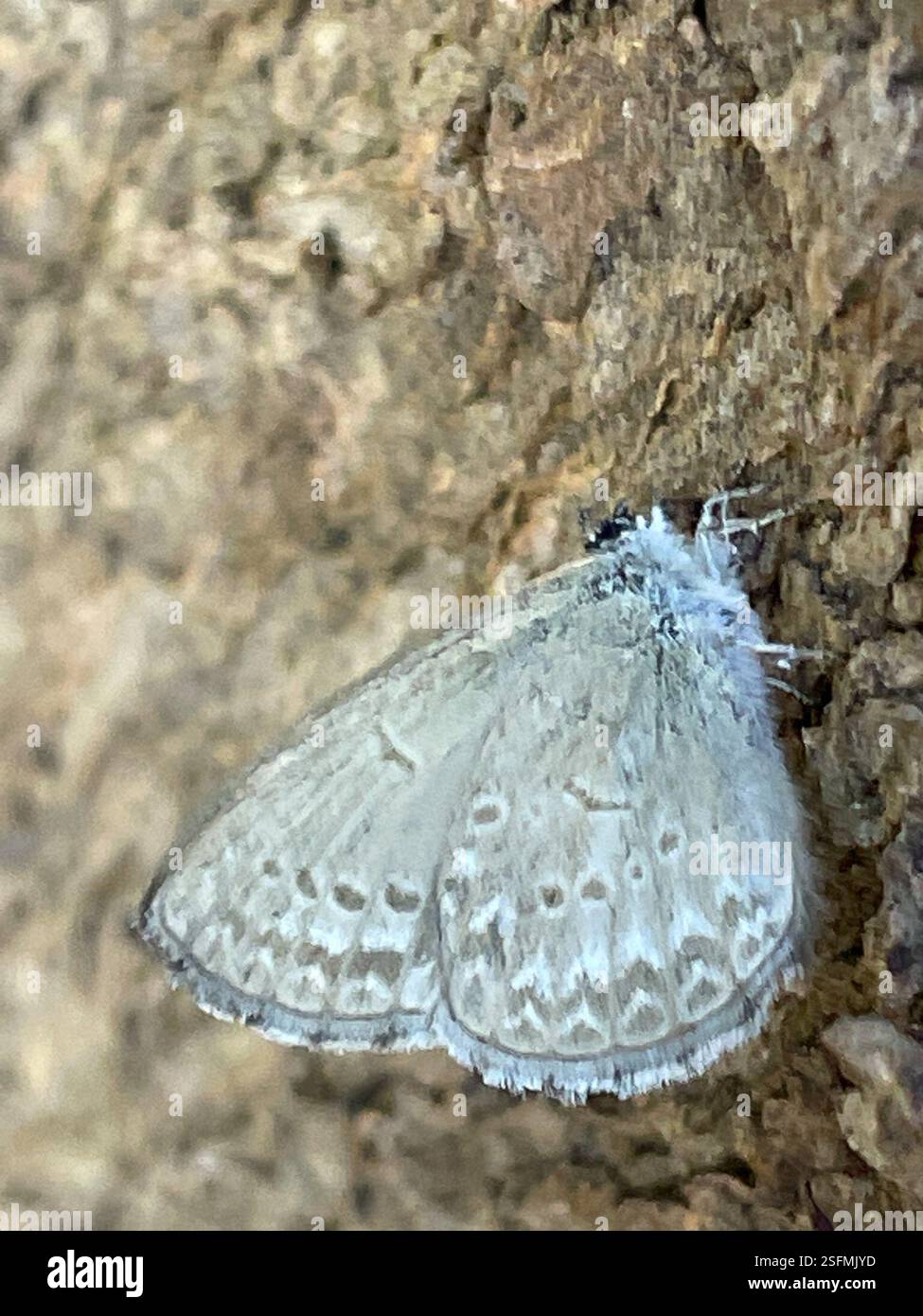 Lesser Grass Blue (Zizina otis), Insecta, Melbourne VIC, Australia ...