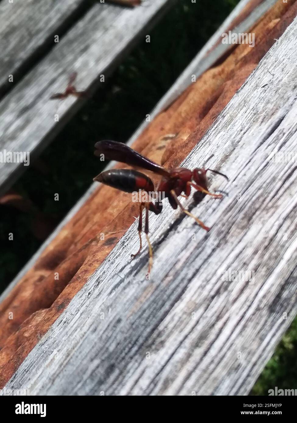 fuscatus-group Paper Wasps (Fuscopolistes), Insecta, WF NFN "Community ...