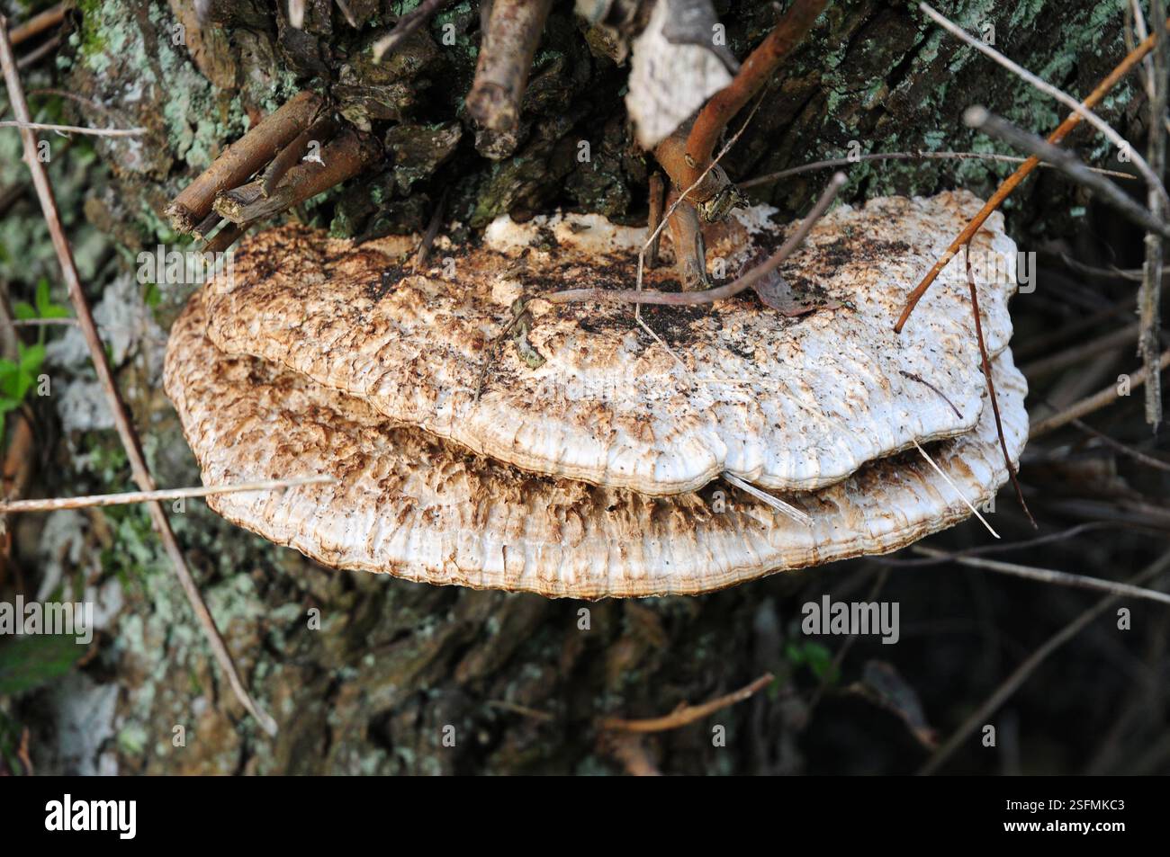 Bracket fungus growing on a hedge willow tree Stock Photo - Alamy
