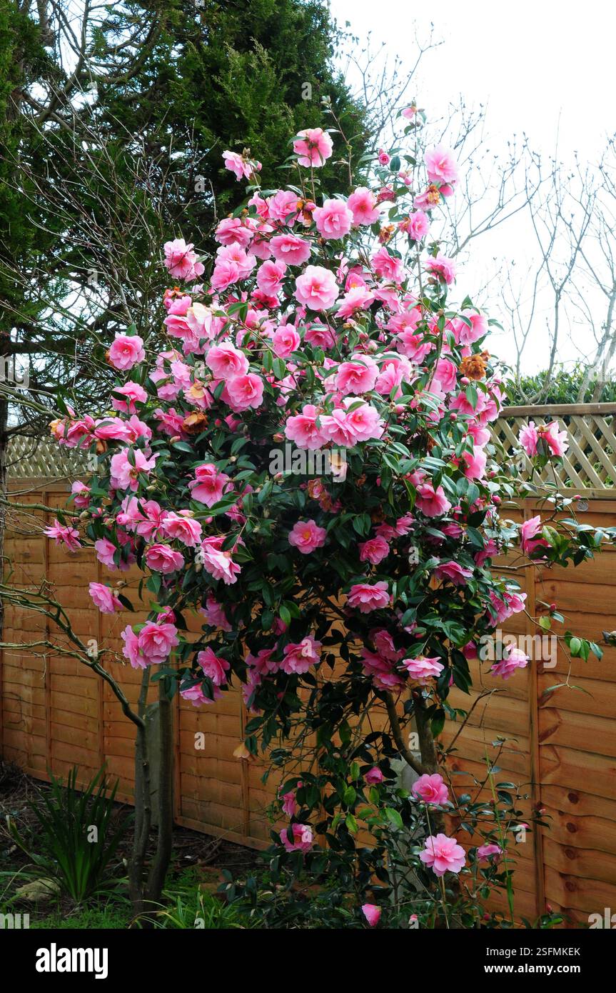 Tall upright shrub rose hi-res stock photography and images - Alamy