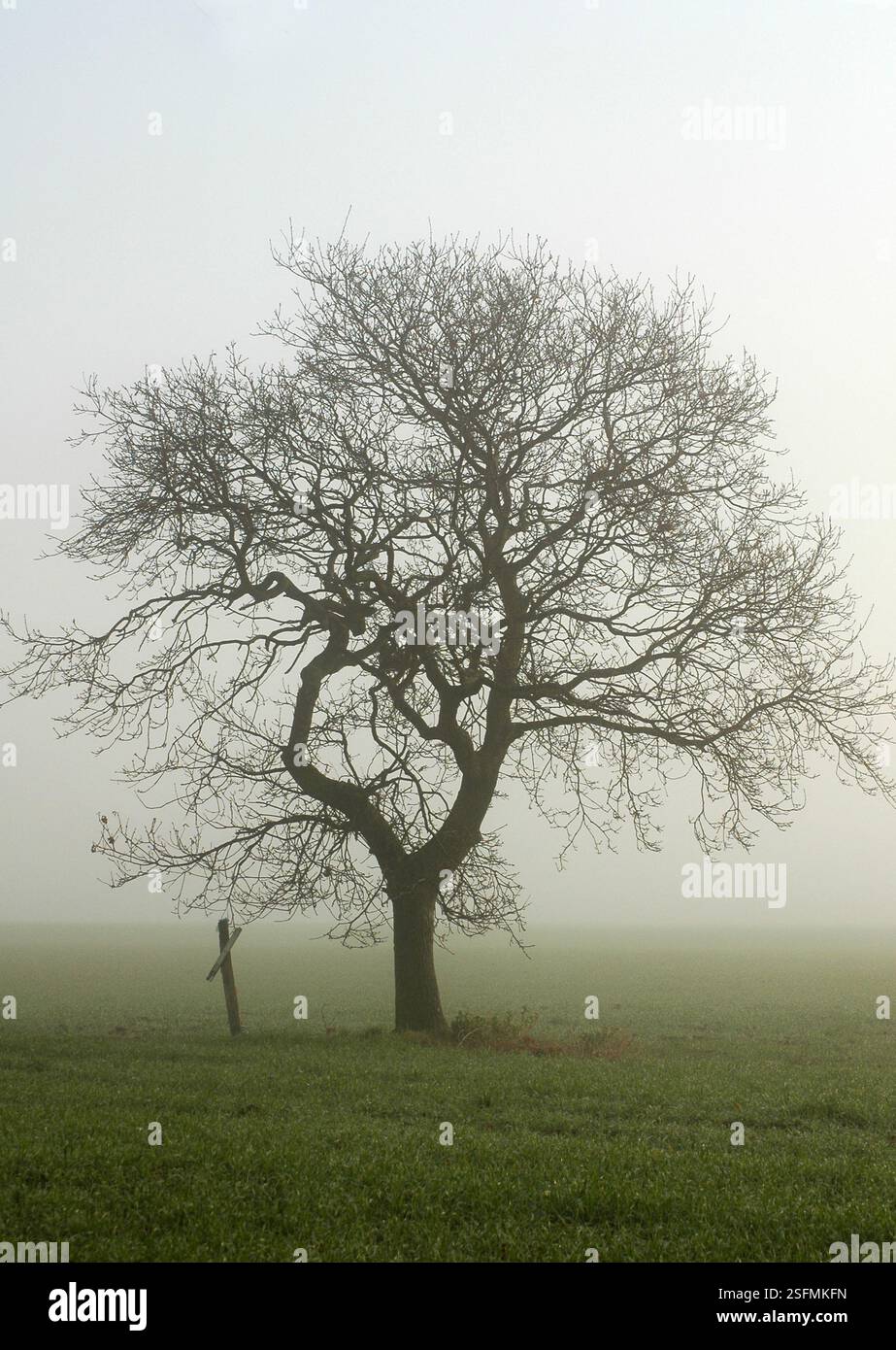 Oak tree on a foggy morning Stock Photo - Alamy