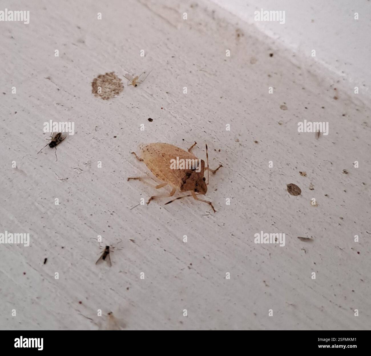 Stink Bugs (Pentatomidae), Insecta, Lunahuaná, Perú Stock Photo - Alamy