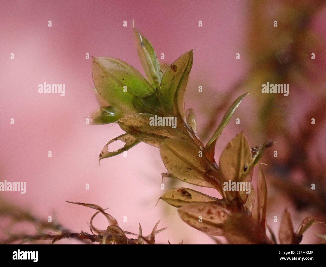 Long-leaved Thread Moss (Ptychostomum pseudotriquetrum), Plantae ...