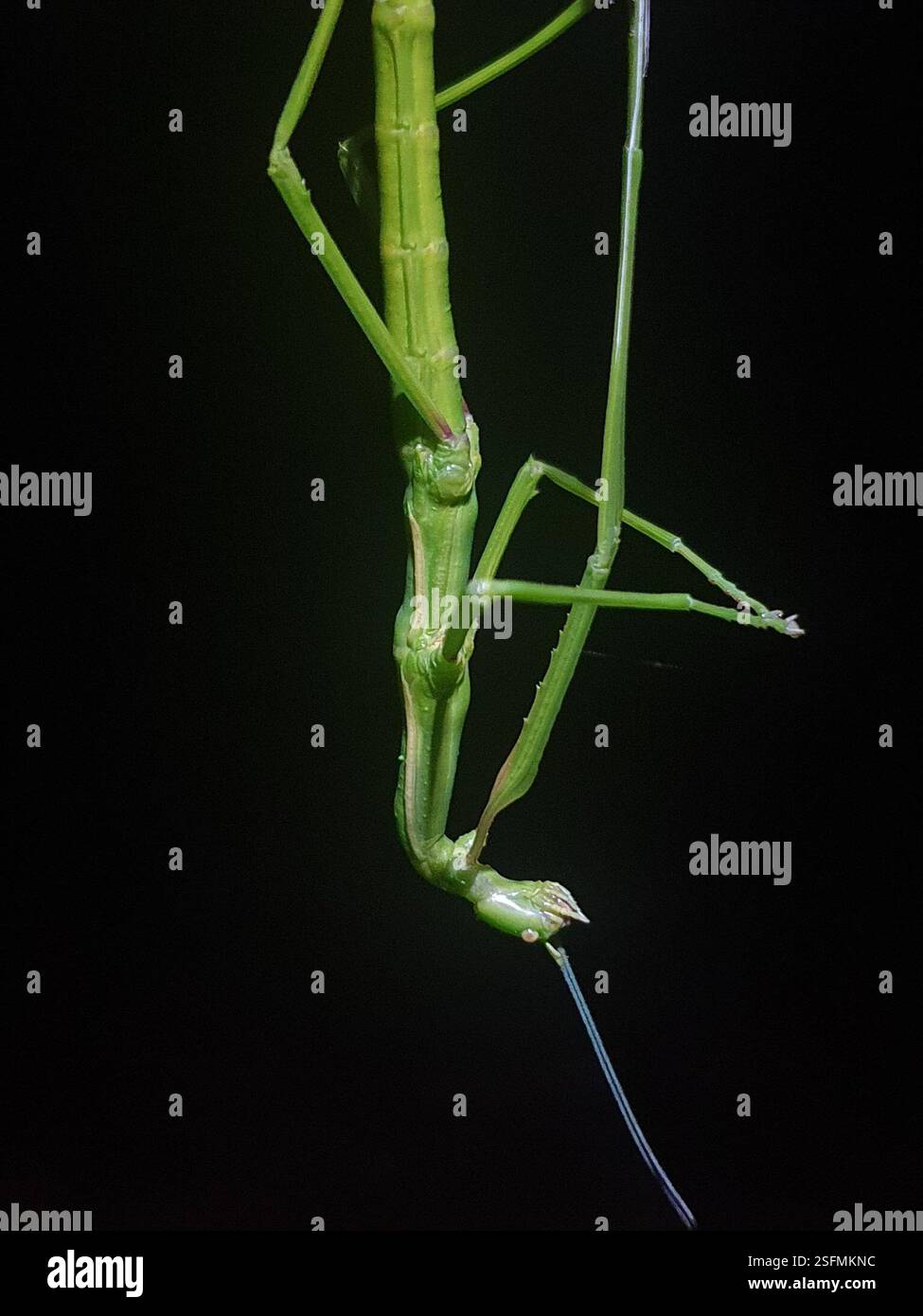 Stick Insects (Phasmida), Insecta, Mākara, Wellington, New Zealand ...