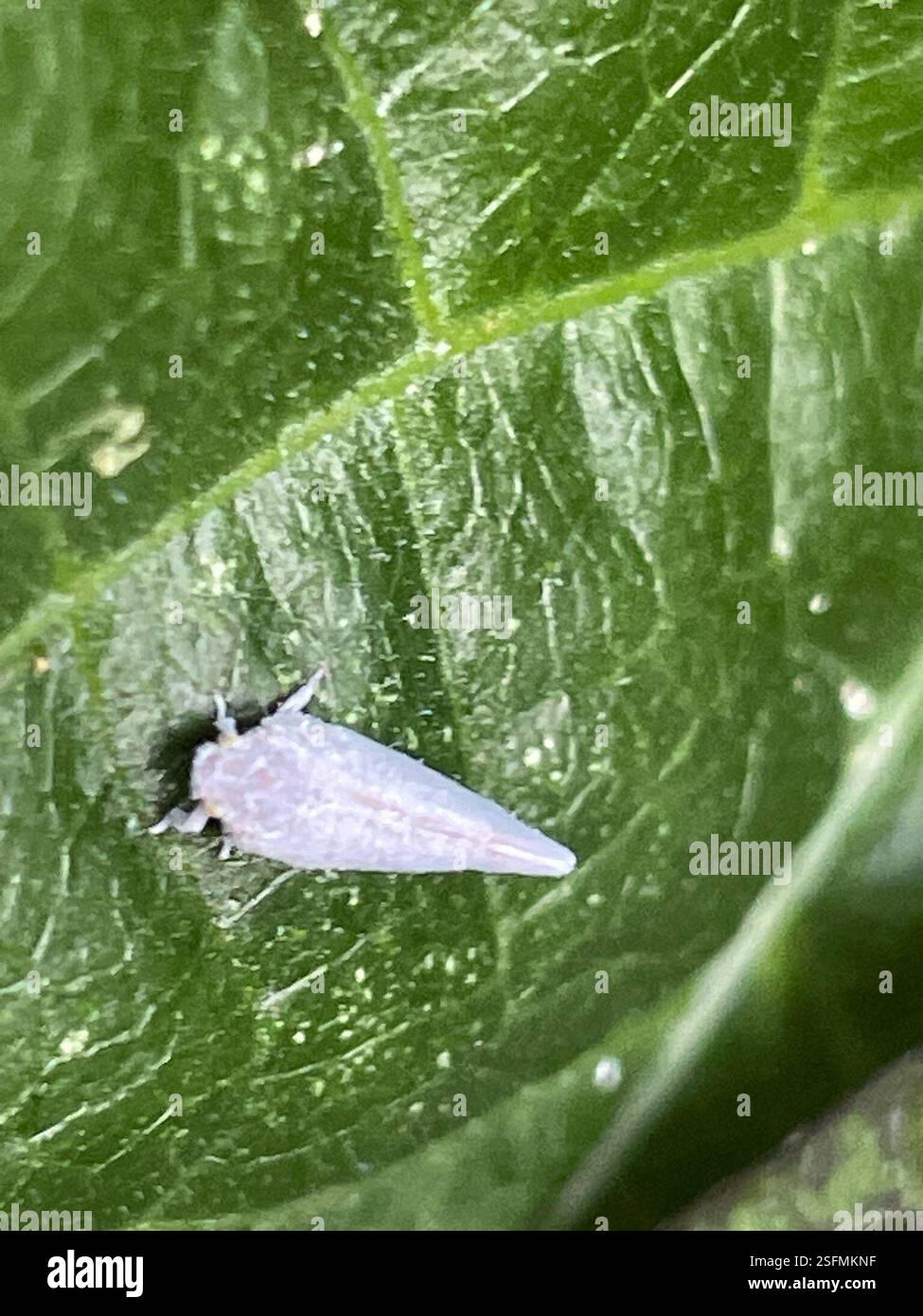 Grey planthopper (Anzora unicolor), Insecta, Melbourne VIC, Australia ...
