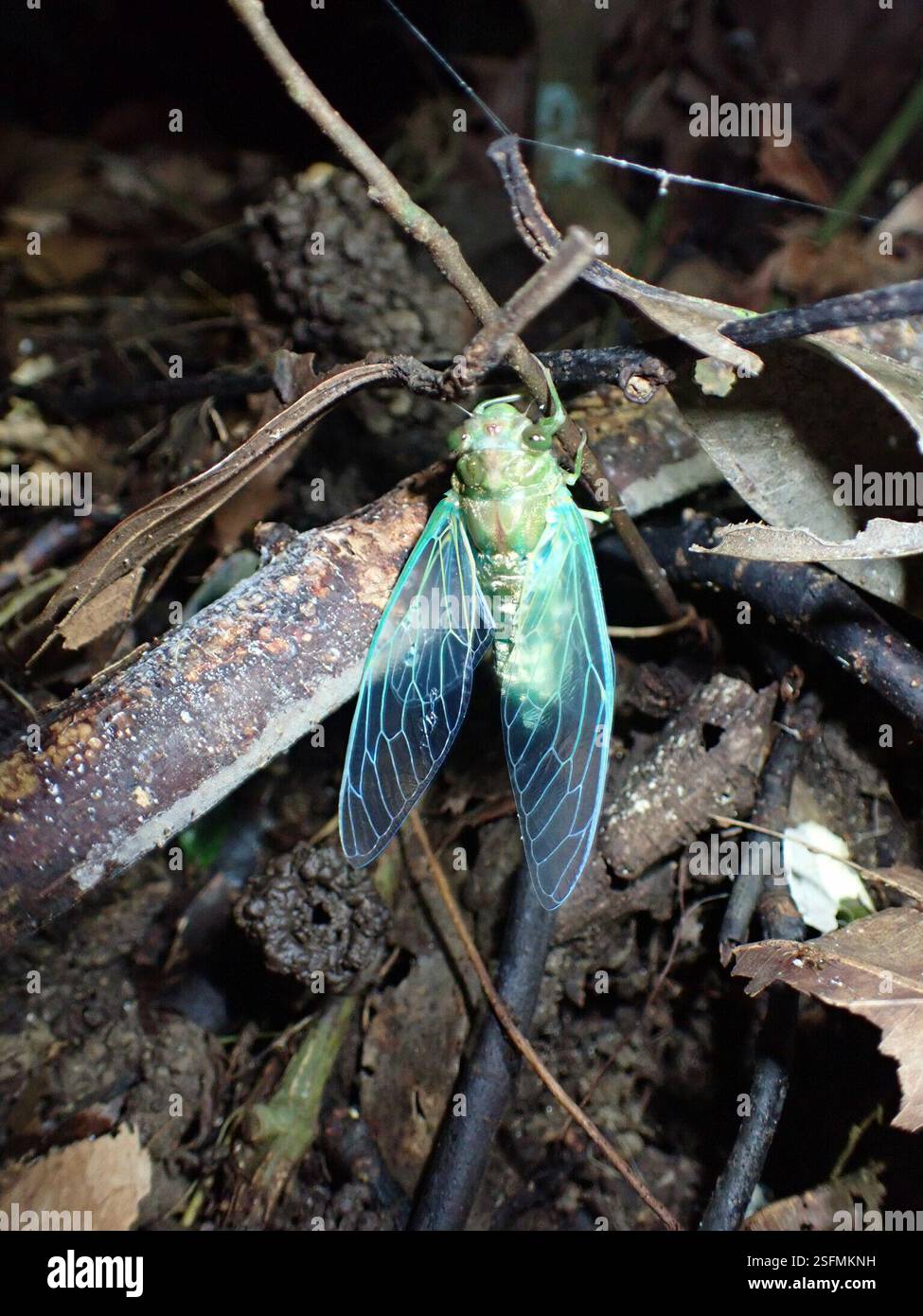 (Cicadinae), Insecta, Lahad Datu, Sabah, Malaysia Stock Photo - Alamy