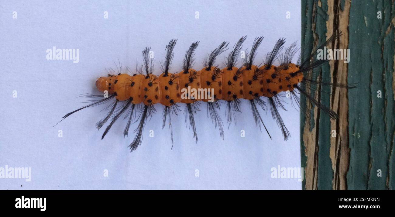 Polka-Dot Wasp Moth (Syntomeida epilais), Insecta, Parrish Stock Photo ...