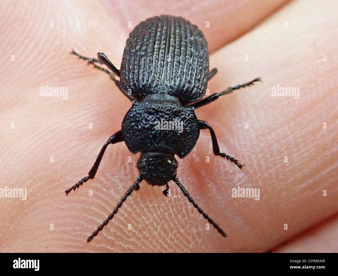 (Adelium porcatum), Insecta, Dungog, Dungog Common, under bark of ...