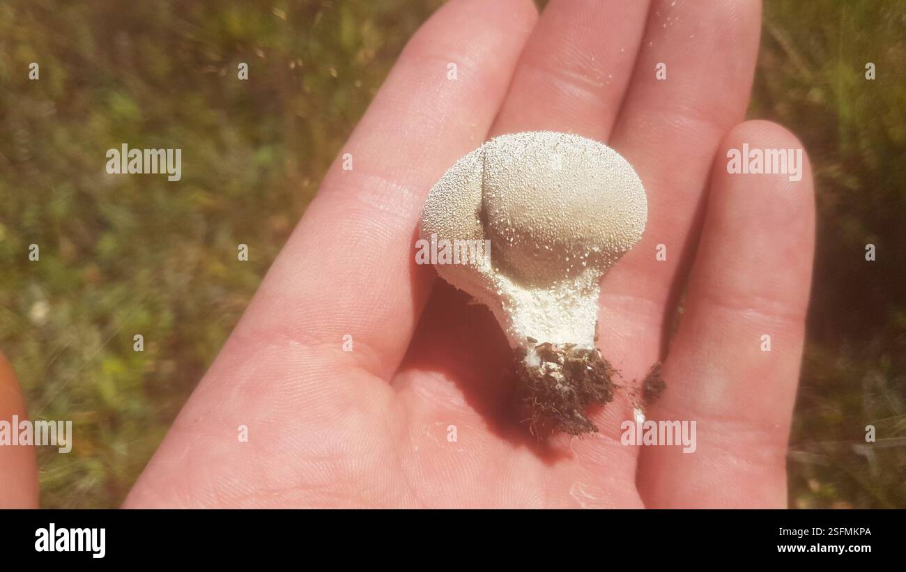 (Lycoperdon), Fungi, 7875, New Zealand, Earth ball type fungus with ...