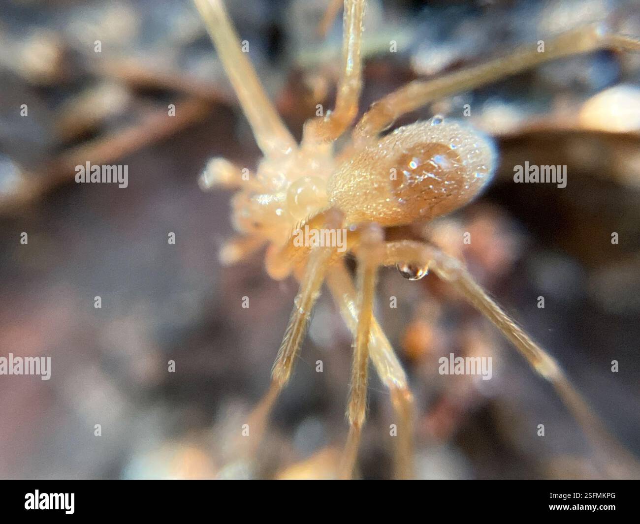 Mediterranean recluse (Loxosceles rufescens), Arachnida, Cala Mondragó ...