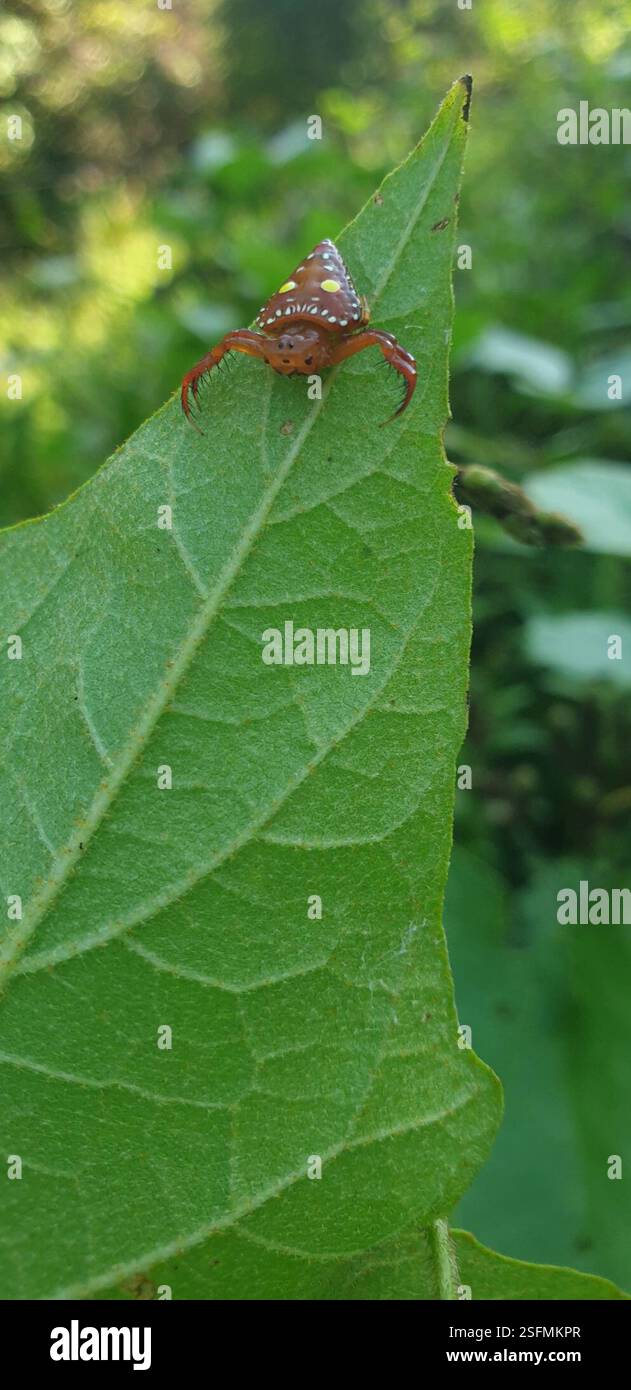 Common Triangular Spider (Arkys lancearius), Arachnida, Guanaba ...