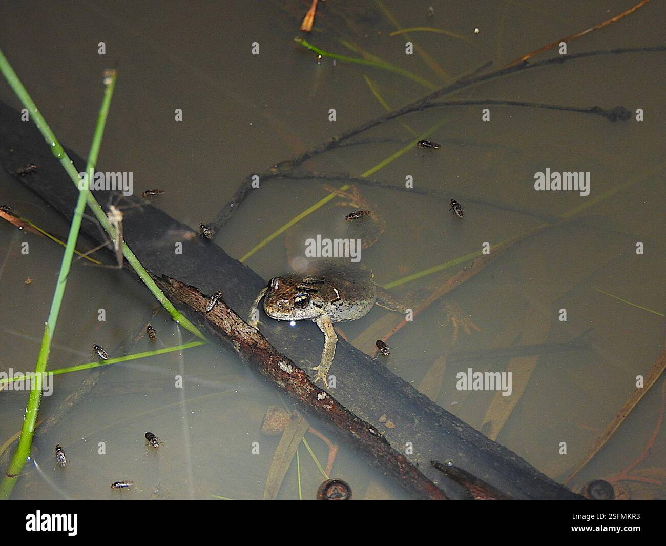 Common Eastern Froglet (Crinia signifera), Amphibia, Hobart TAS ...